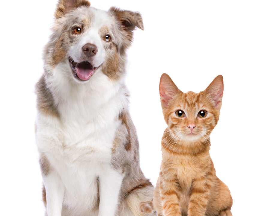Green Bay Pet Expo Ticket Star green-bay-pet-expo-ticket-star